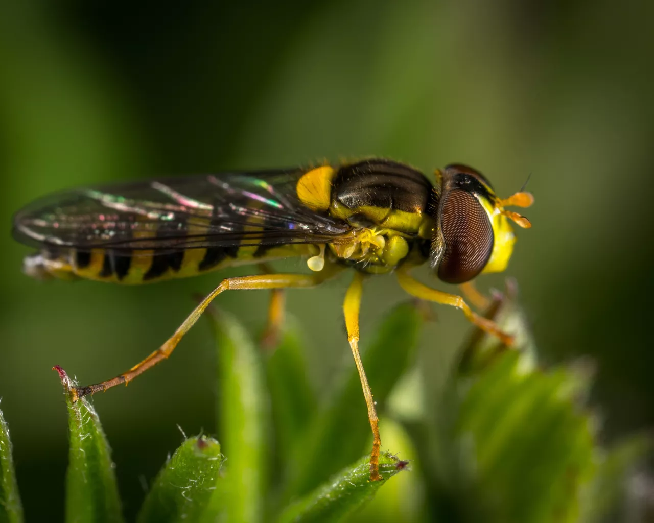 Insectos gigantes que quizás no conocías